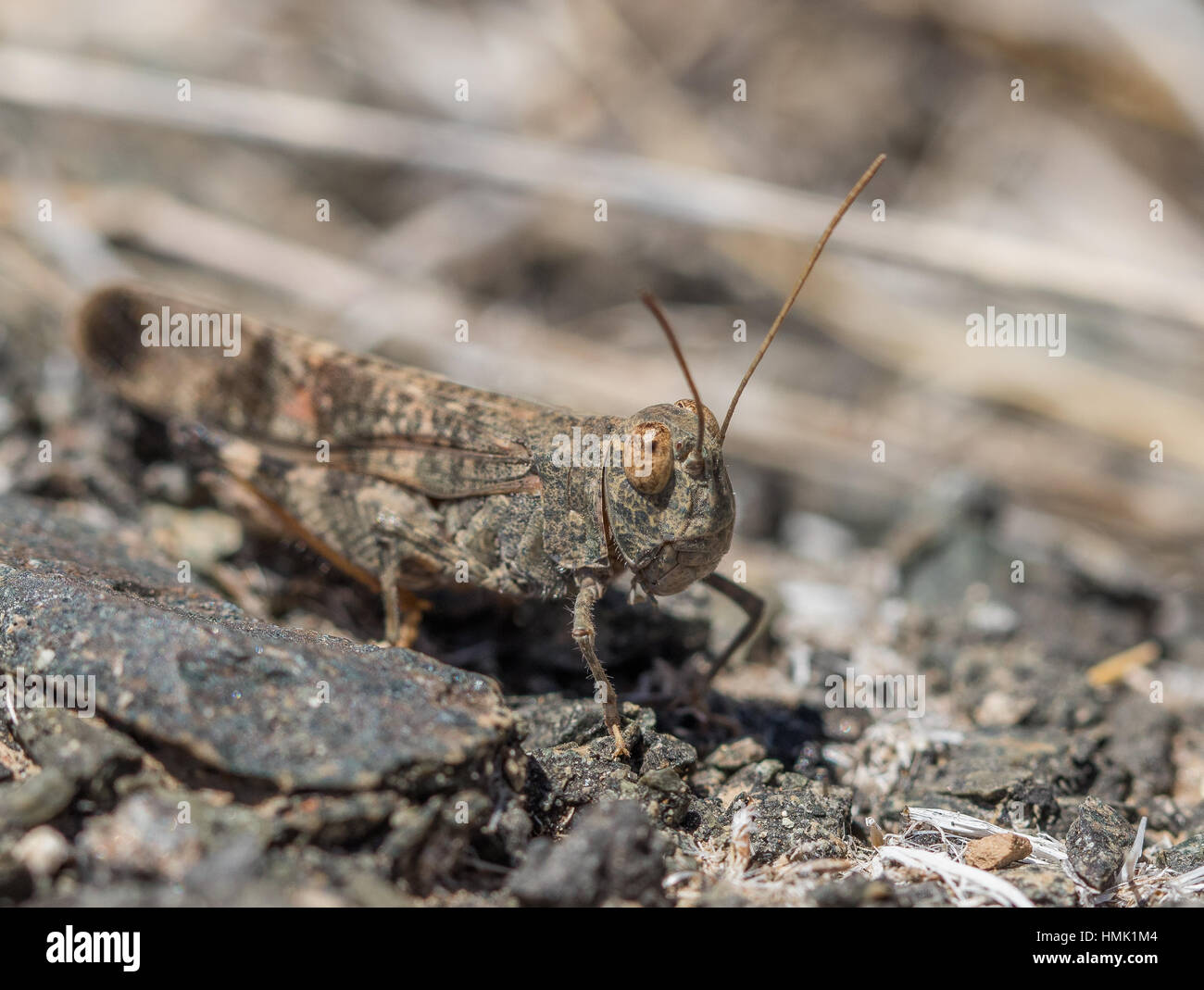 A macro shot of a Gran Canaria sand grasshopper Sphingonotus guanchus ...