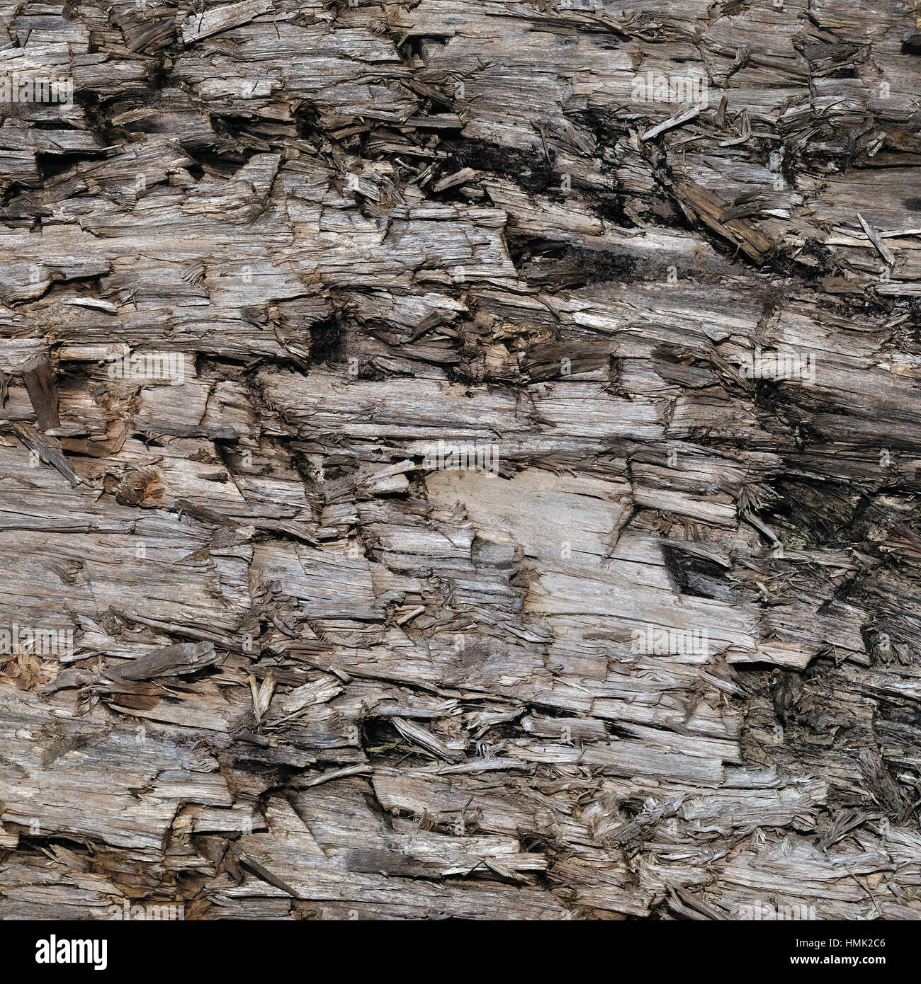 Natural Weathered Grey Taupe Brown Cut Tree Stump Texture, Large ...