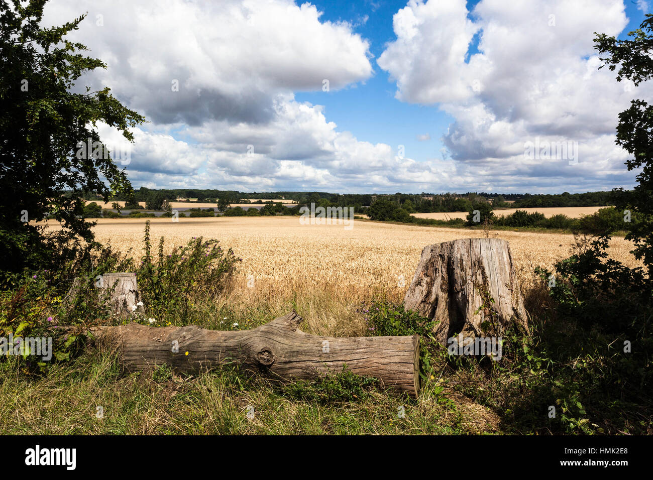Wheat Field, Essex, England, UK Stock Photo - Alamy