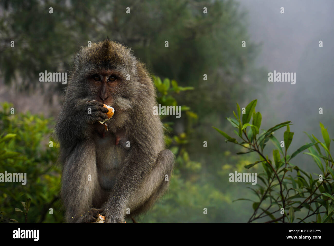 A Balinese long-tailed monkey eats a stolen boiled egg in the ...