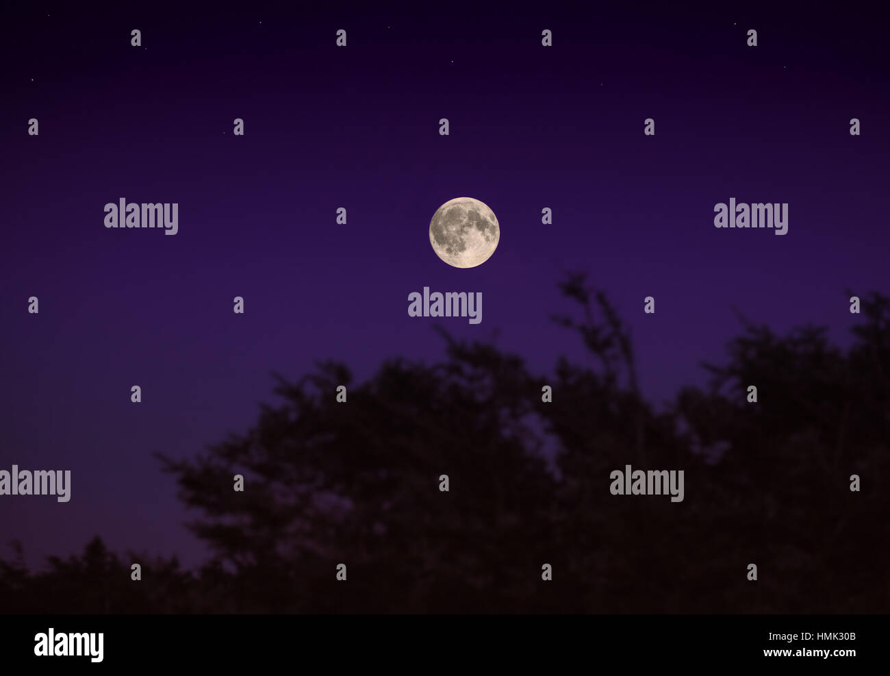 full moon over the trees Stock Photo - Alamy