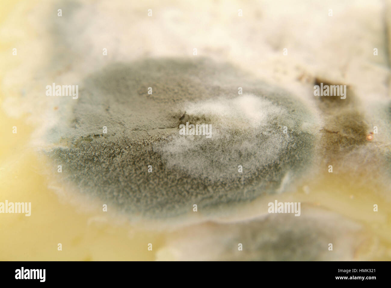 Mouldy hard cheese hi-res stock photography and images - Alamy
