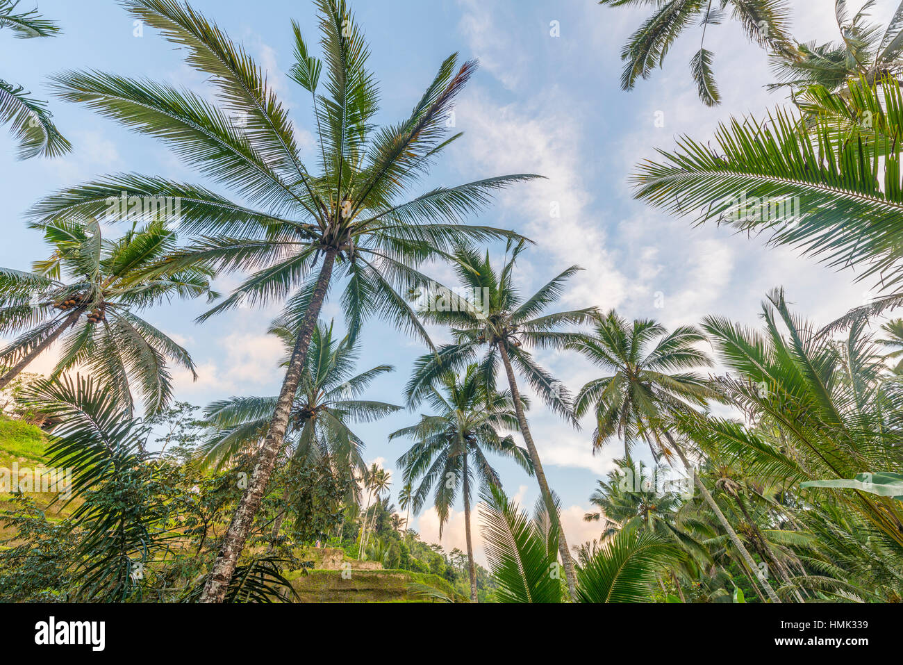 Coconut tree bali indonesia hi-res stock photography and images - Alamy