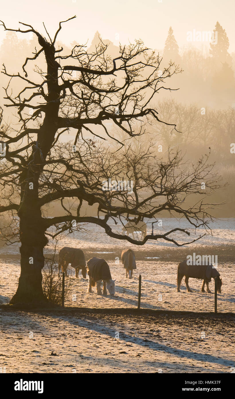 Winter landscape Surrey Stock Photo - Alamy