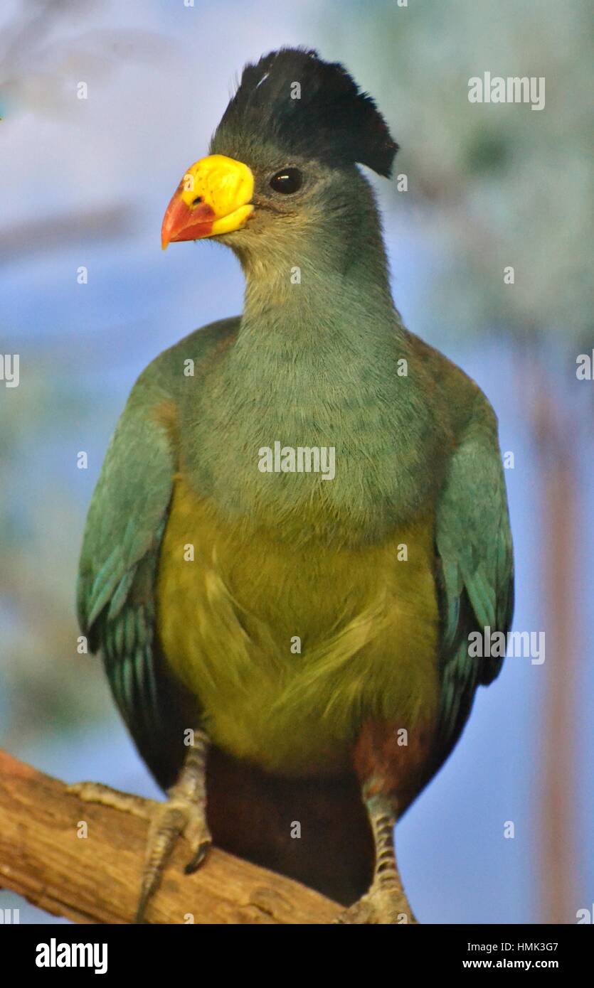 Tropical birds feathers hi-res stock photography and images - Alamy