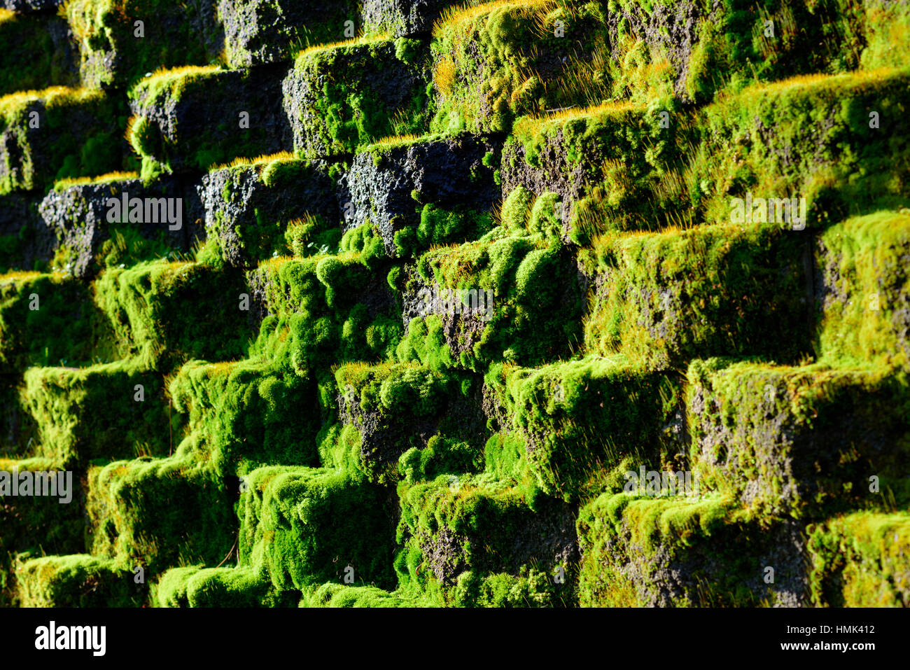 Moss on bricks Stock Photo - Alamy