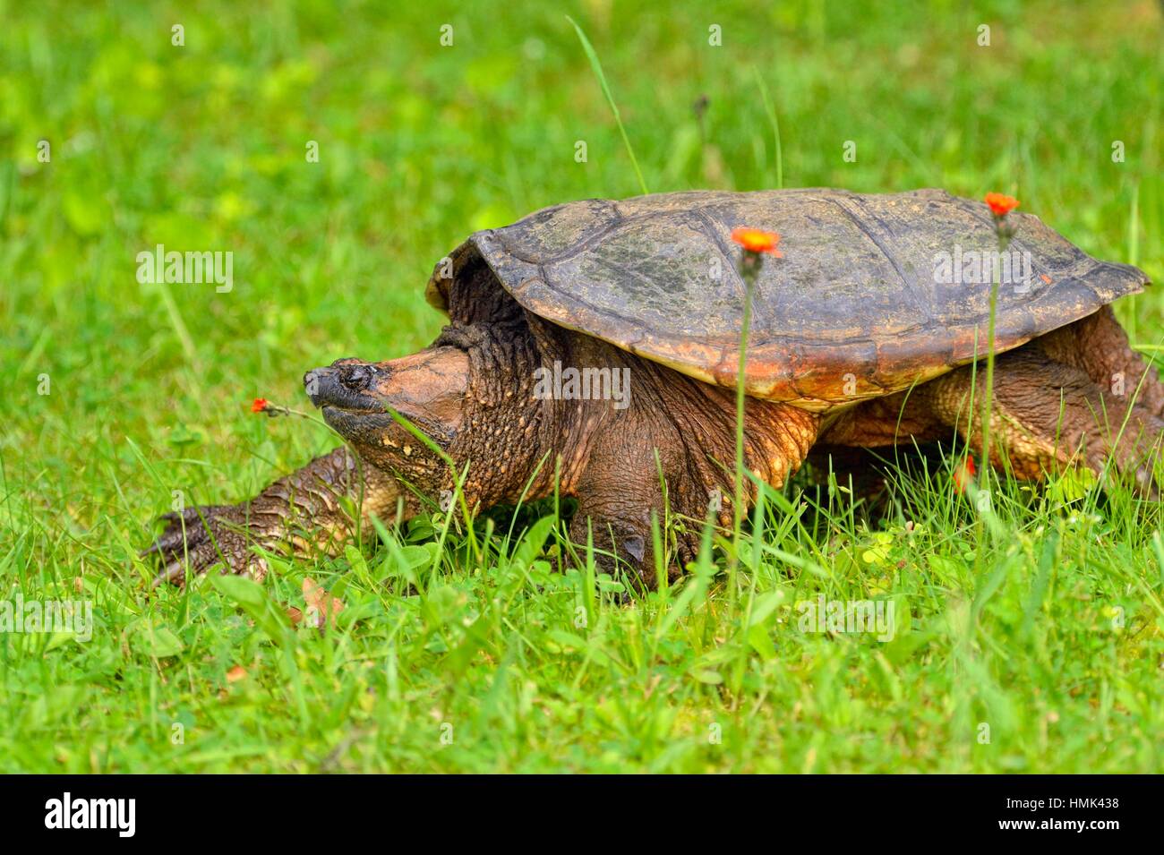 Snapping turtle image hi-res stock photography and images - Alamy