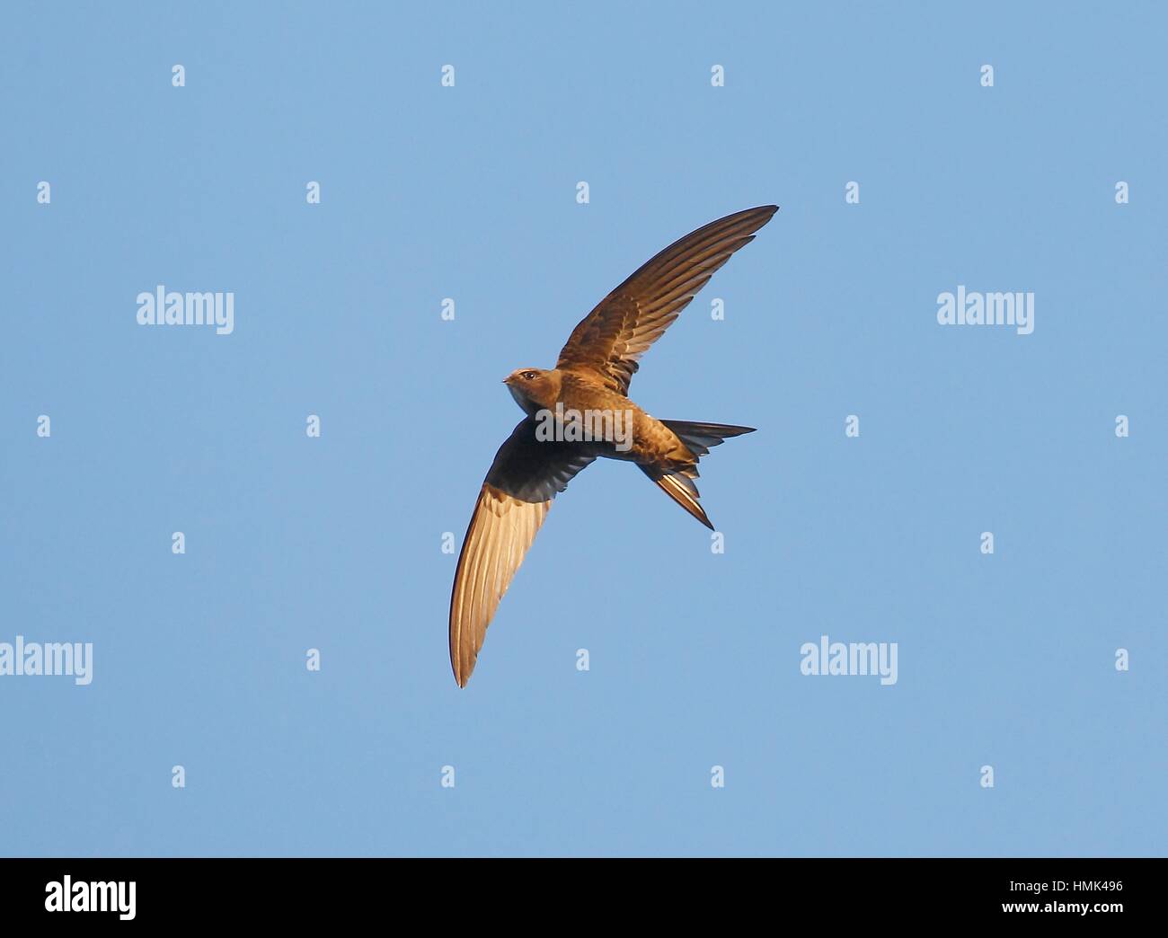 Common swift apus apus hi-res stock photography and images - Alamy