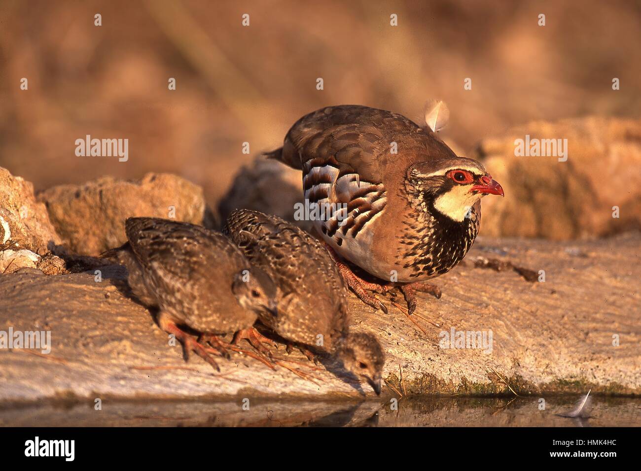 Perdiz Roja High Resolution Stock Photography and Images - Alamy