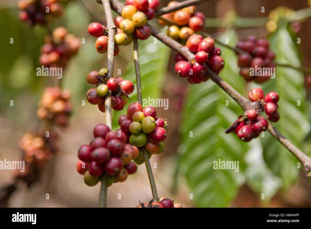 Coffee bean locations hi-res stock photography and images - Alamy