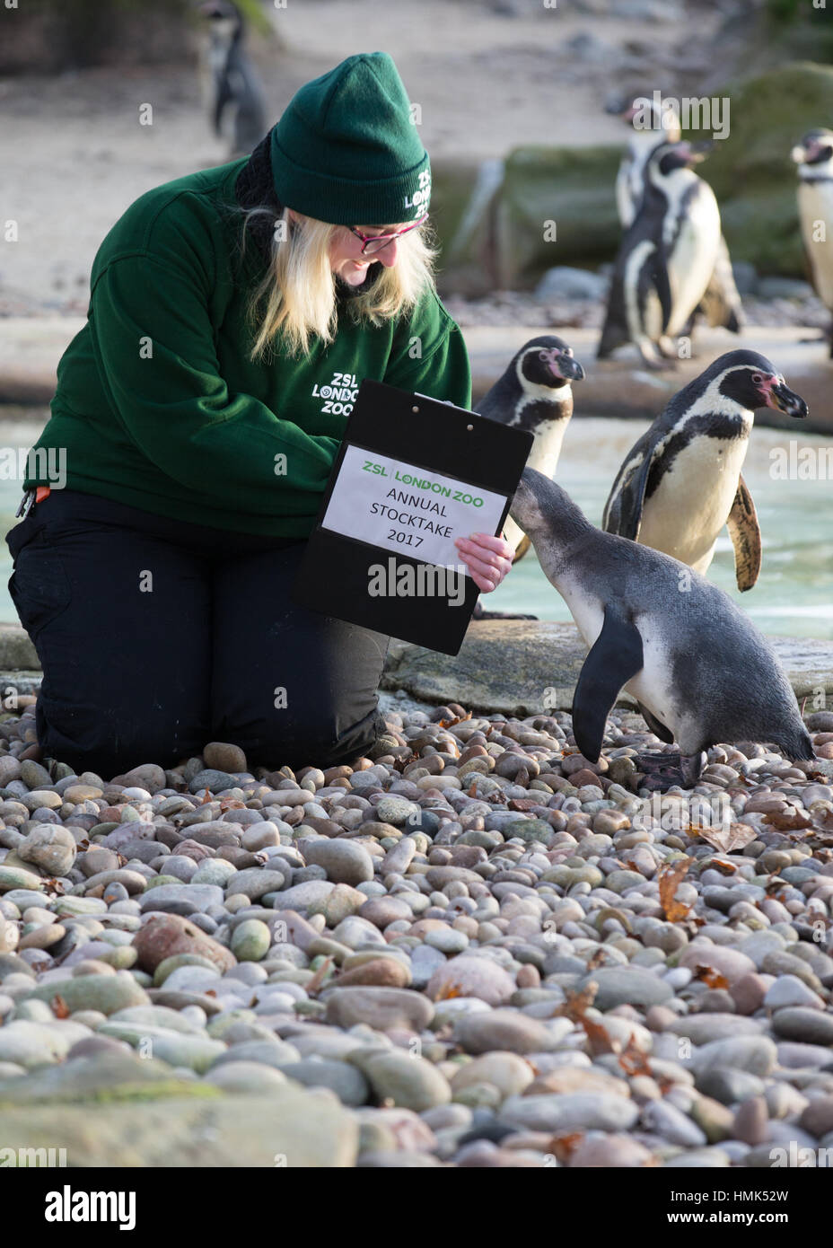Annual stocktake at ZSL London Zoo 2017 Featuring: Humboldt Penguins ...