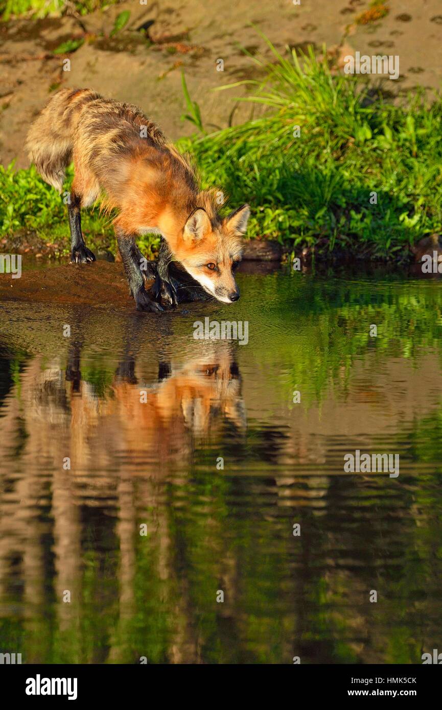 Red fox (Vulpes vulpes) captive, Minnesota Wildlife Connection ...