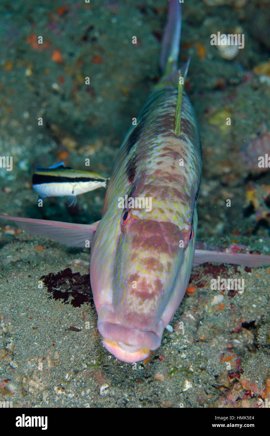 Multifasciatus parupeneus hi-res stock photography and images - Alamy