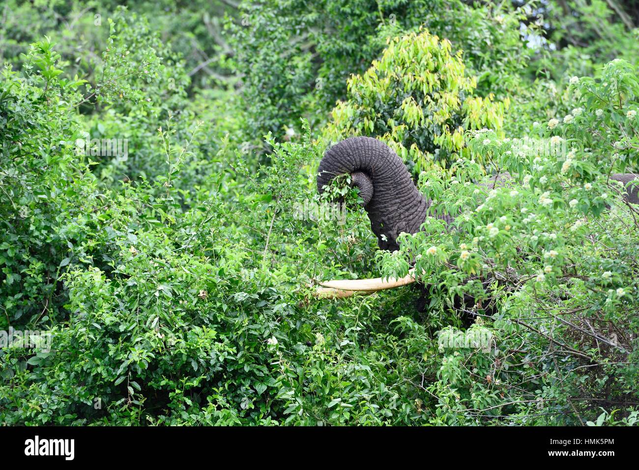 Elephant using trunk hi-res stock photography and images - Alamy