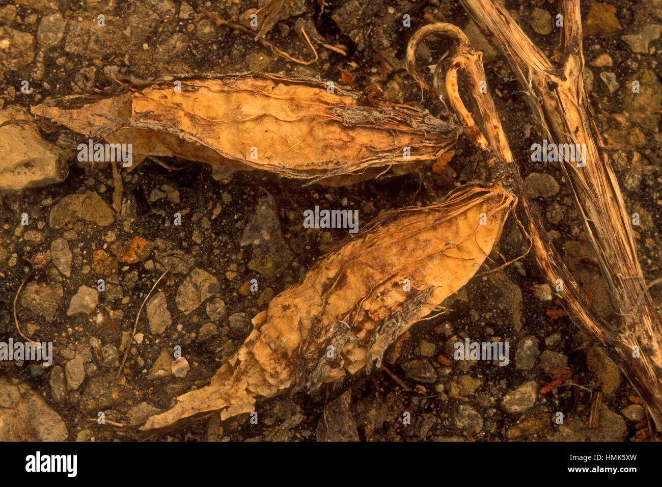 Milkweed (Asclepias syriaca) Decaying seed pods on gravel, Manitoulin ...