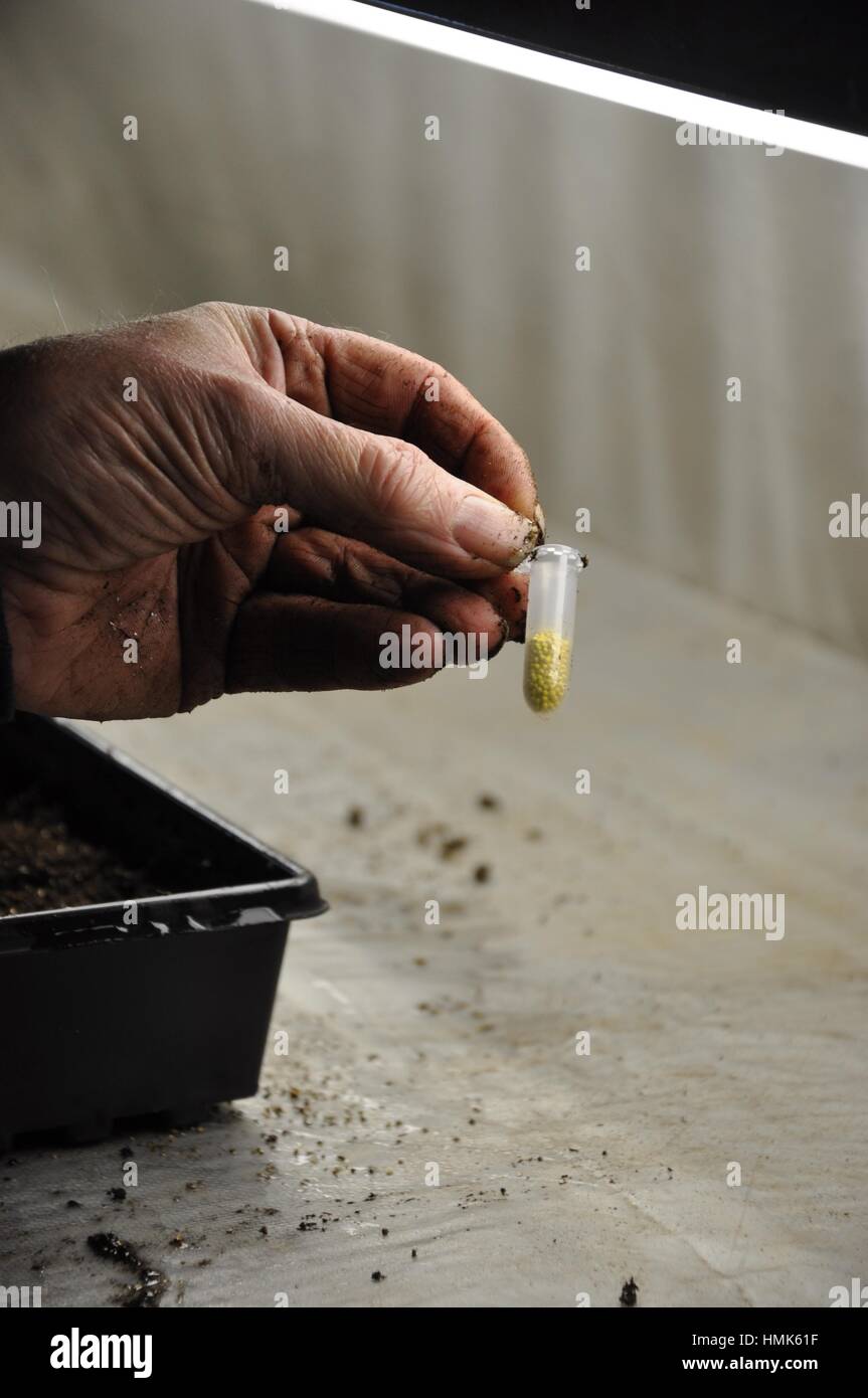 Handling the seed packet hi-res stock photography and images - Alamy