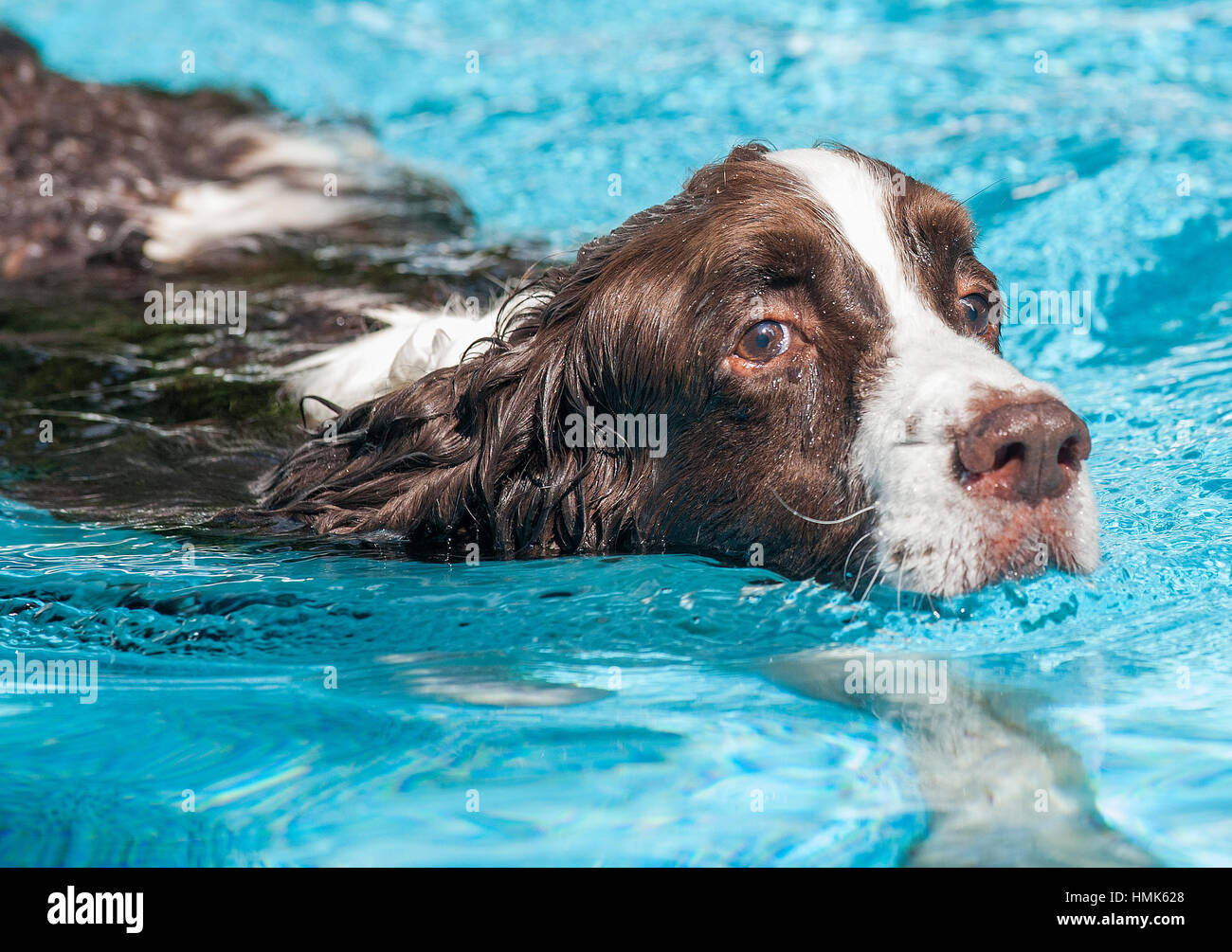 Springer spaniel brown and white hi-res stock photography and images ...