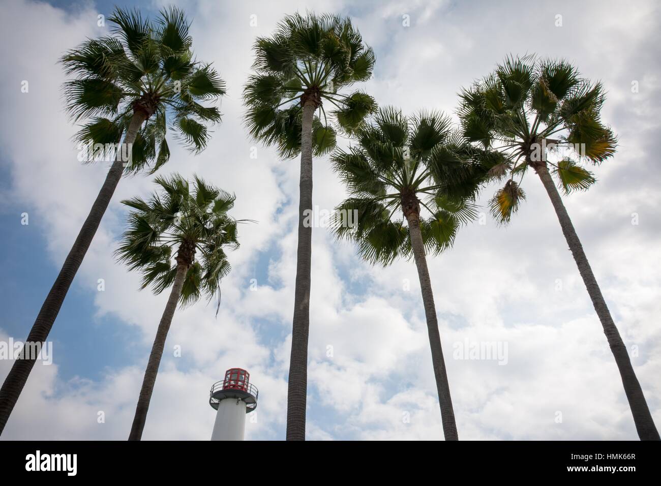 Long Beach Lighthouse among Palm Trees Stock Photo - Alamy