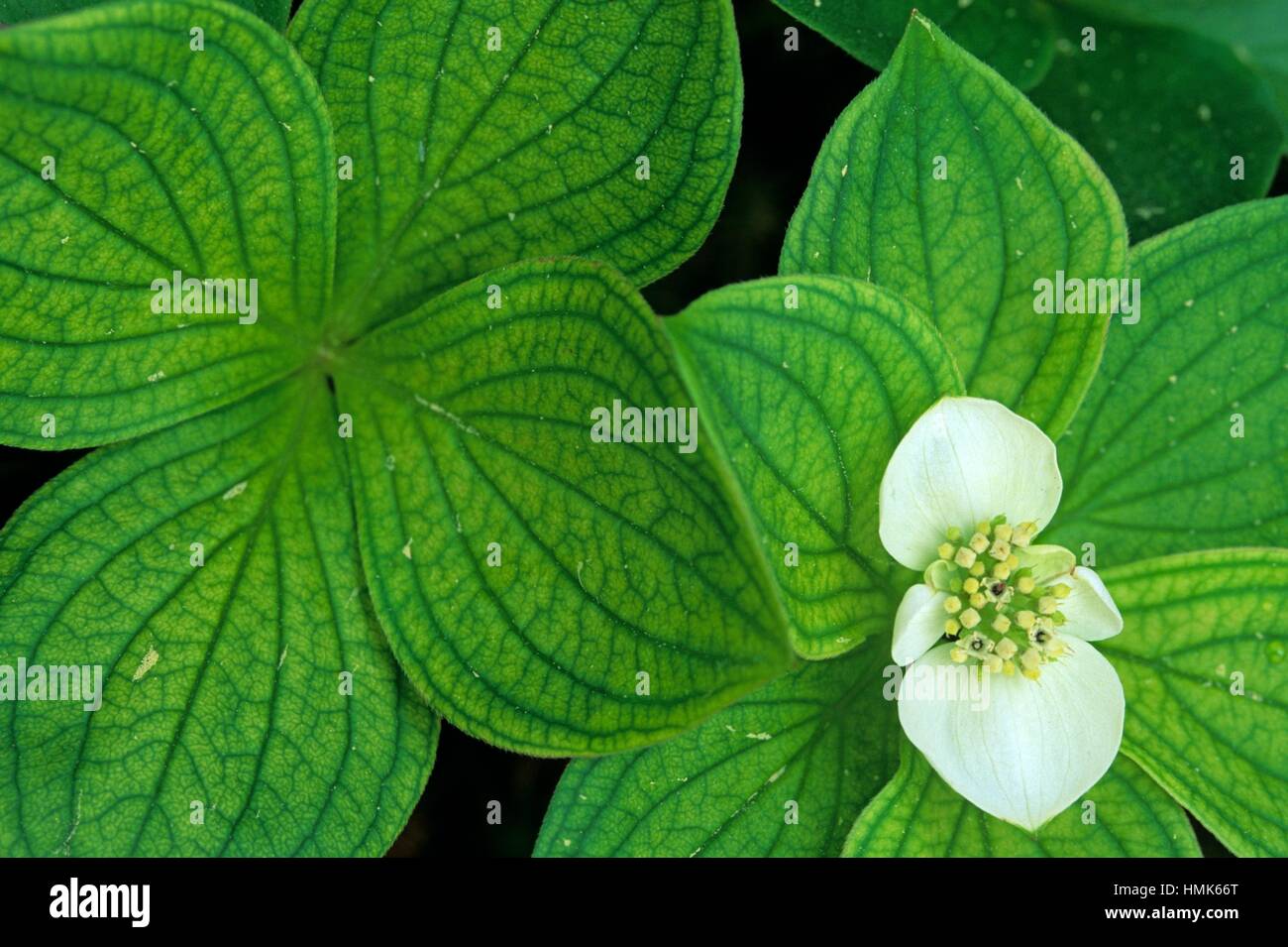 Bunchberry (Cornus canadensis), Greater Sudbury, Ontario, Canada Stock ...
