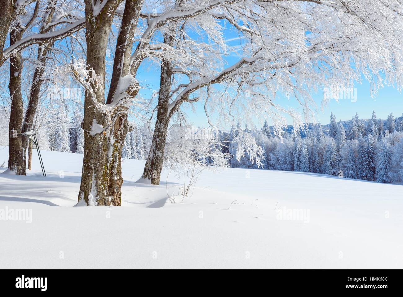 Snow covered beech trees in winter landscape, Schauinsland, Black ...