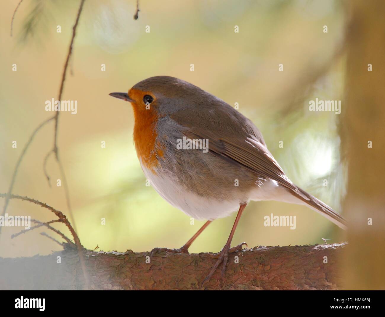 Robin redbreast profile hi-res stock photography and images - Alamy