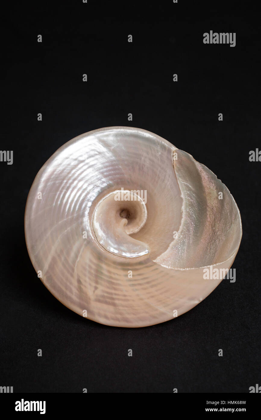 Close up studio shot of shell with black background cut out abstract ...