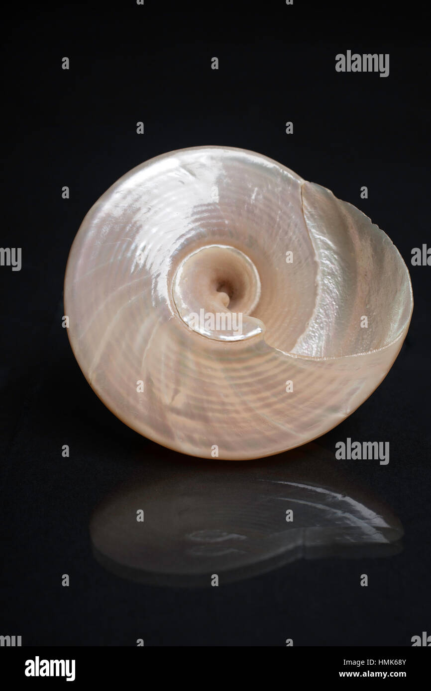 Close up studio shot of shell with black background cut out abstract ...