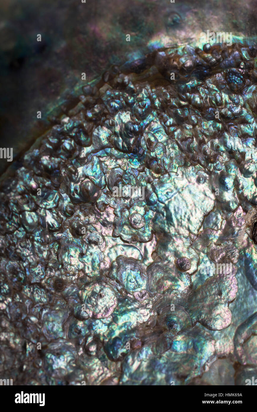 Close up studio shot of shell with black background cut out abstract ...