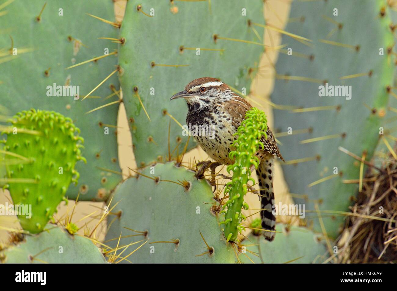 Cactus wren nest hi-res stock photography and images - Alamy