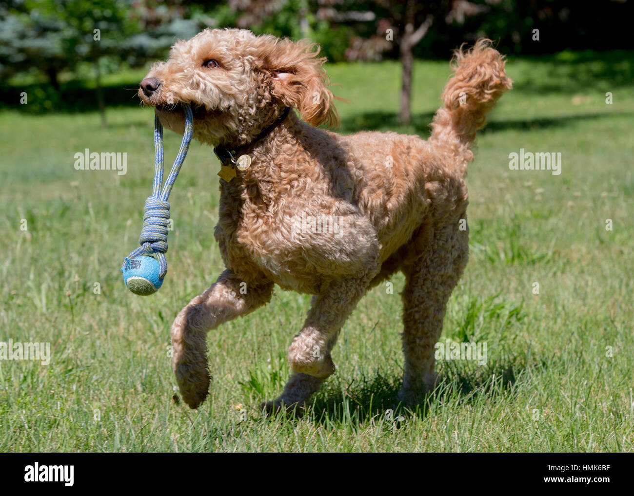 beautiful goldendoodle labradoodle running and playing in a country ...