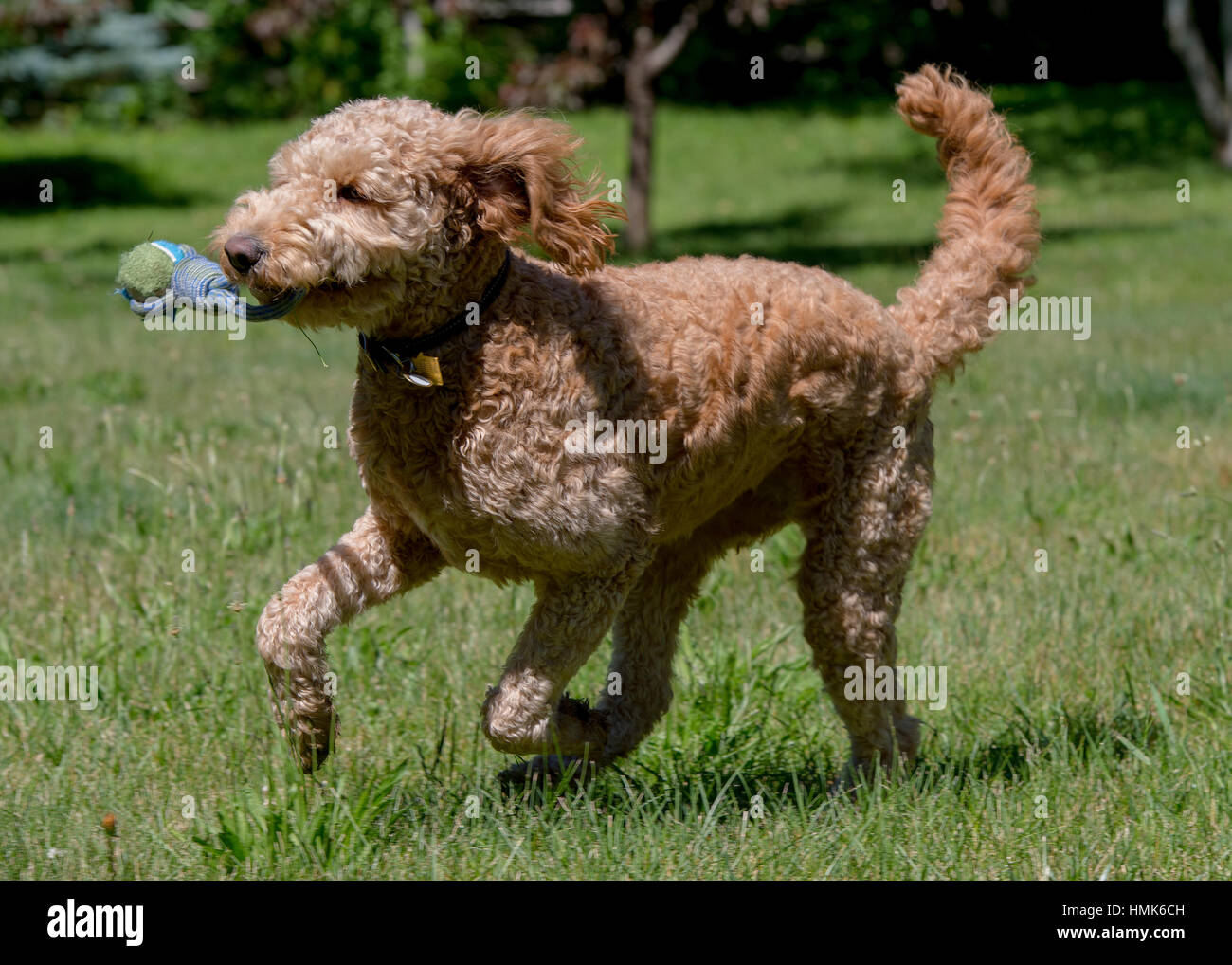 beautiful goldendoodle labradoodle running and playing in a country ...