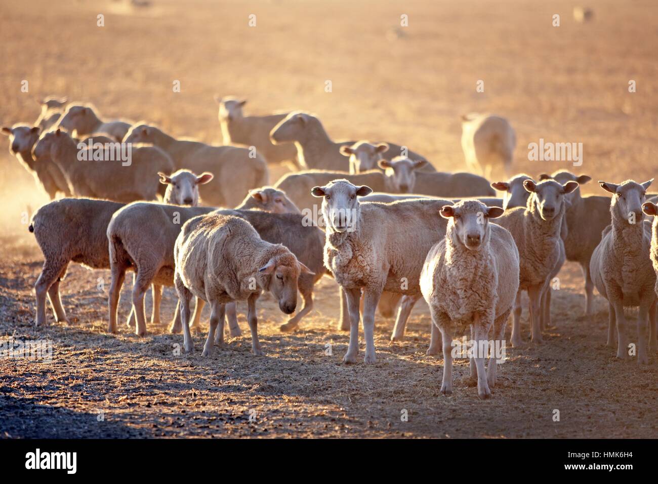 Victoria farm hi-res stock photography and images - Alamy