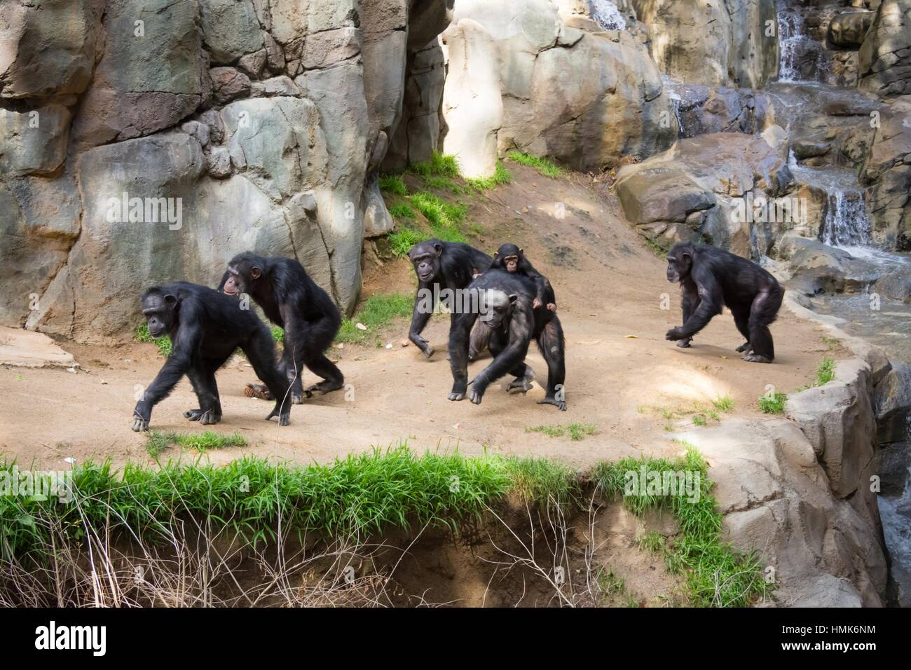 Chimpanzees Group High Resolution Stock Photography and Images - Alamy