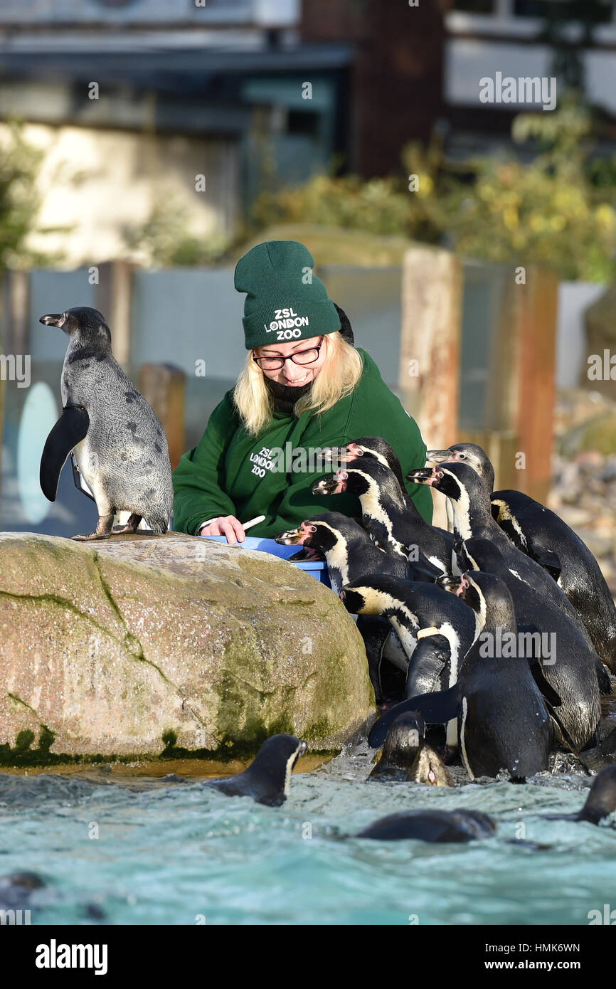 ZSL London carries out its annual stock take at London Zoo, Regents ...