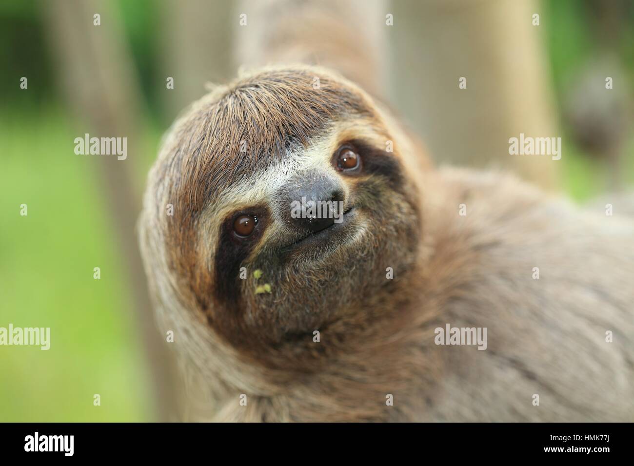 Perezoso de tres dedos, Bradycpus variegatus, en el Parque Nacional ...