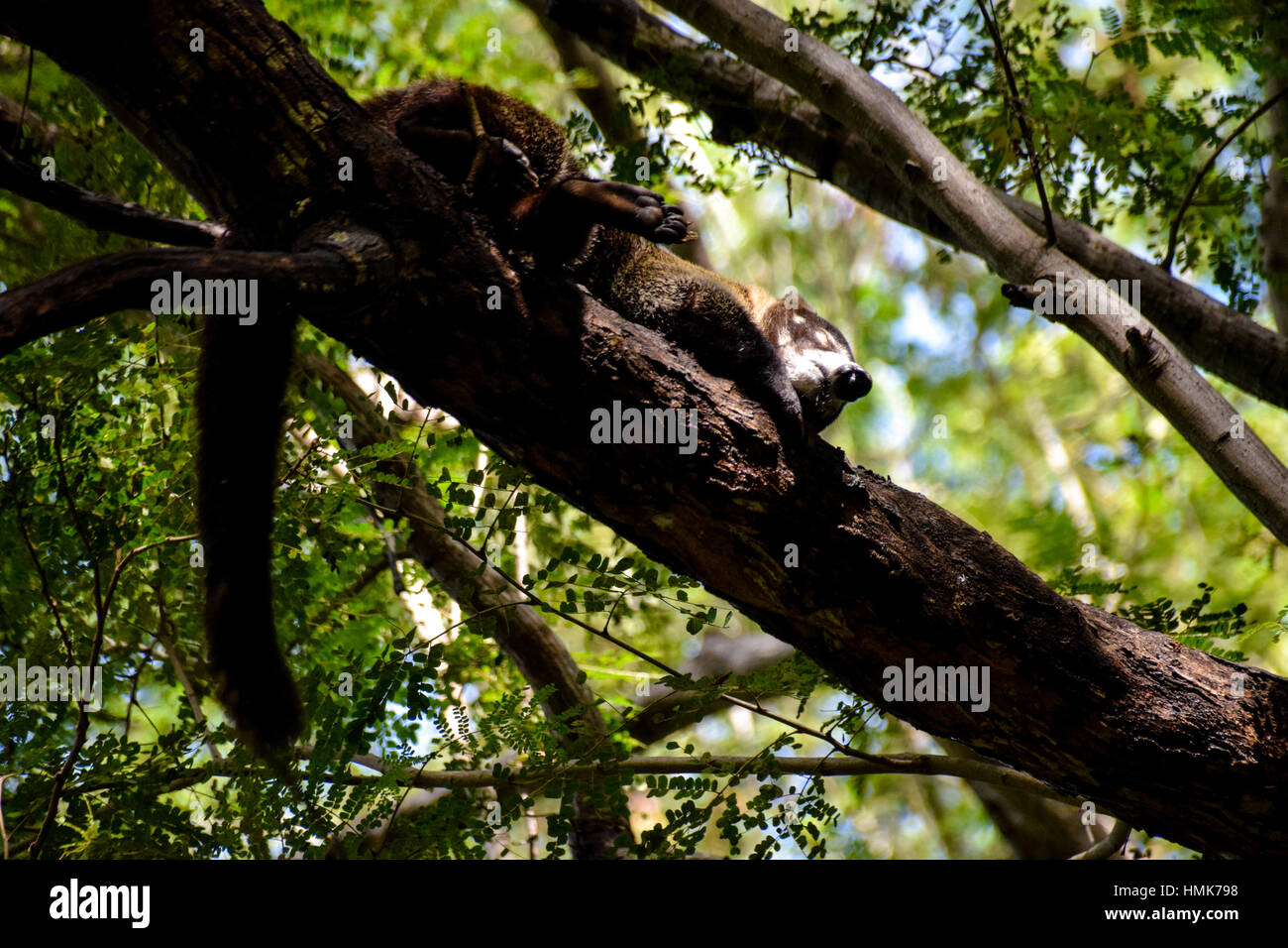Wild coati (coatimundi) stretching out on a tree in Guanacaste, Costa ...