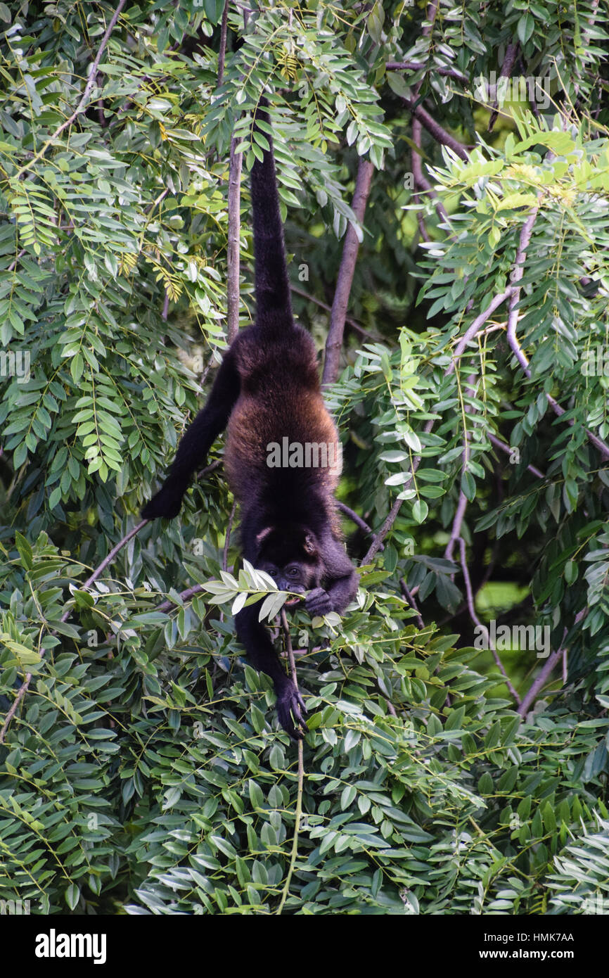 Howler monkey hanging by tail and stretching to reach green leaves ...