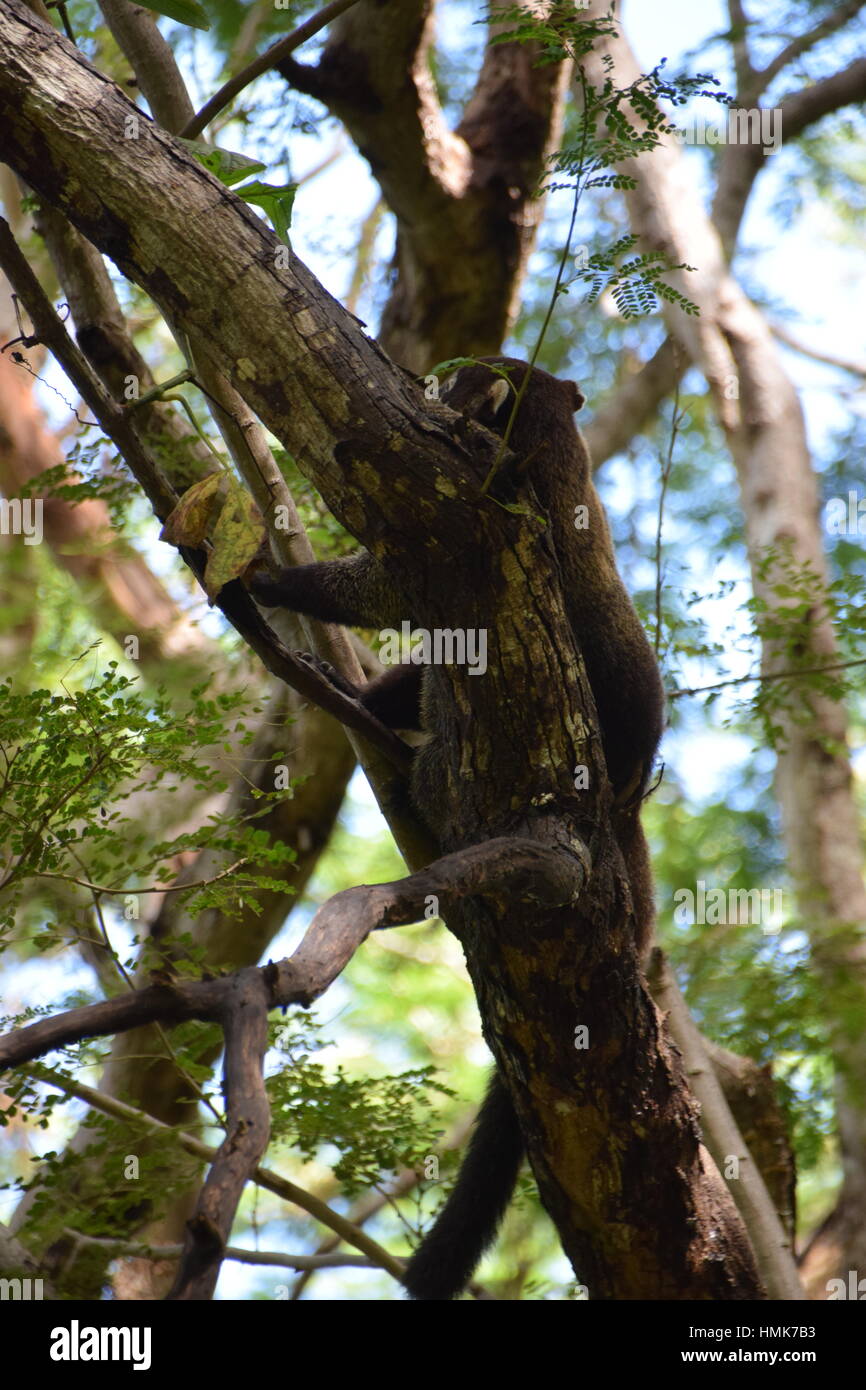 Wild coati (coatimundi) stretching out on a tree in Guanacaste, Costa ...
