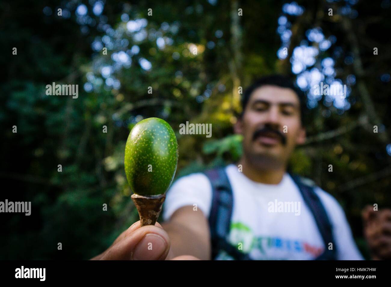 Aguacatillo silvestre hi-res stock photography and images - Alamy