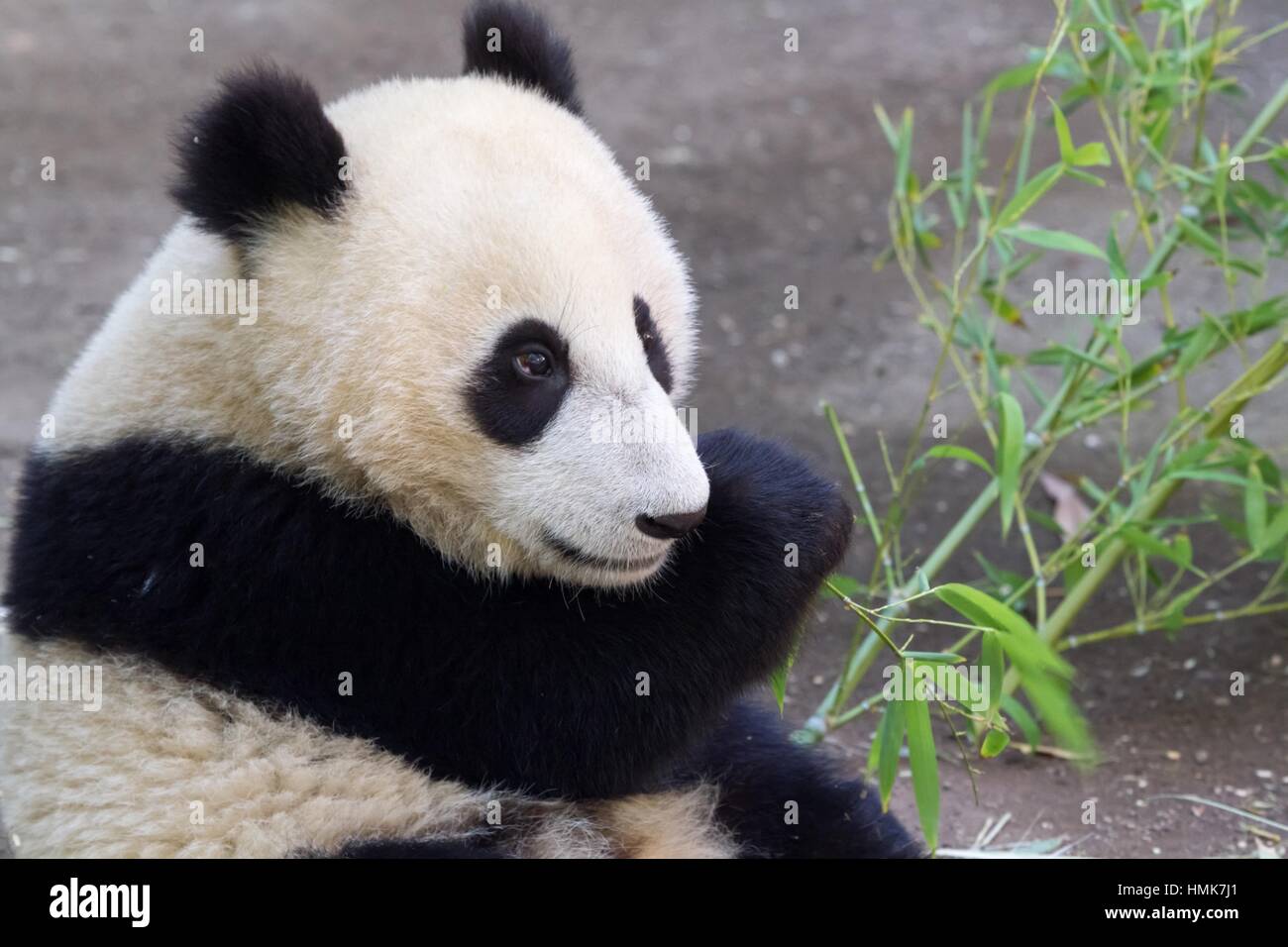 Panda Sitting Side View