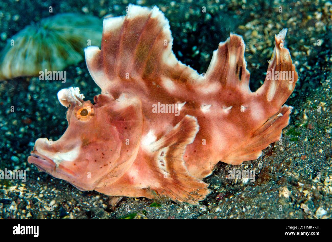 Paddle Fish High Resolution Stock Photography and Images - Alamy