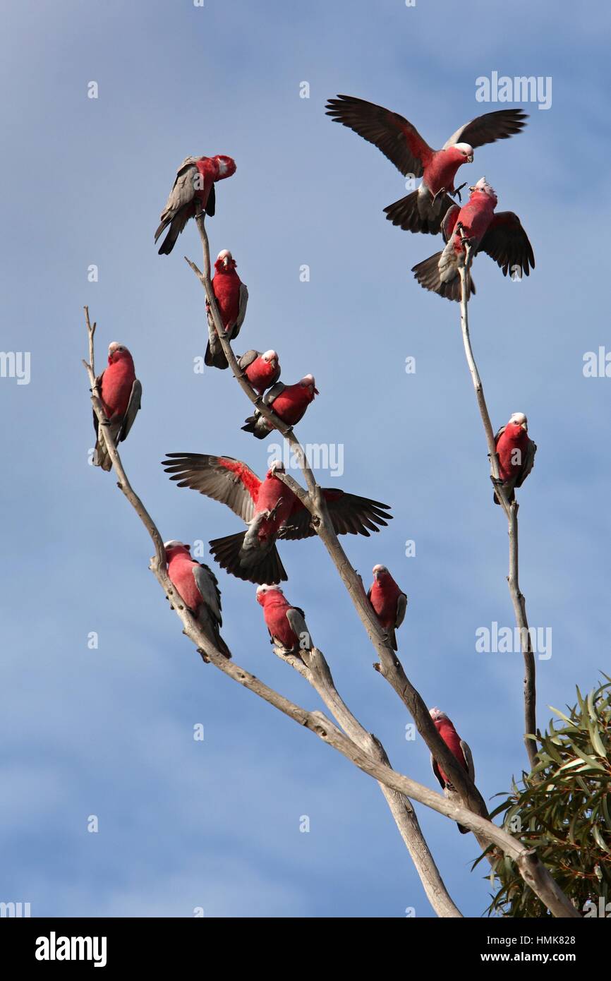 Flock of galahs hi-res stock photography and images - Alamy