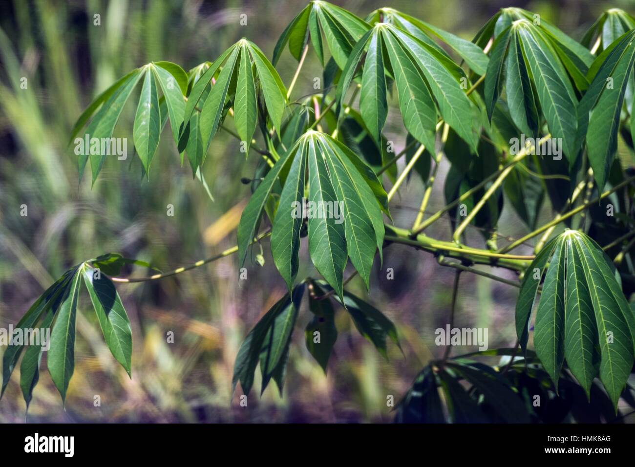 Tapioca Field High Resolution Stock Photography and Images - Alamy