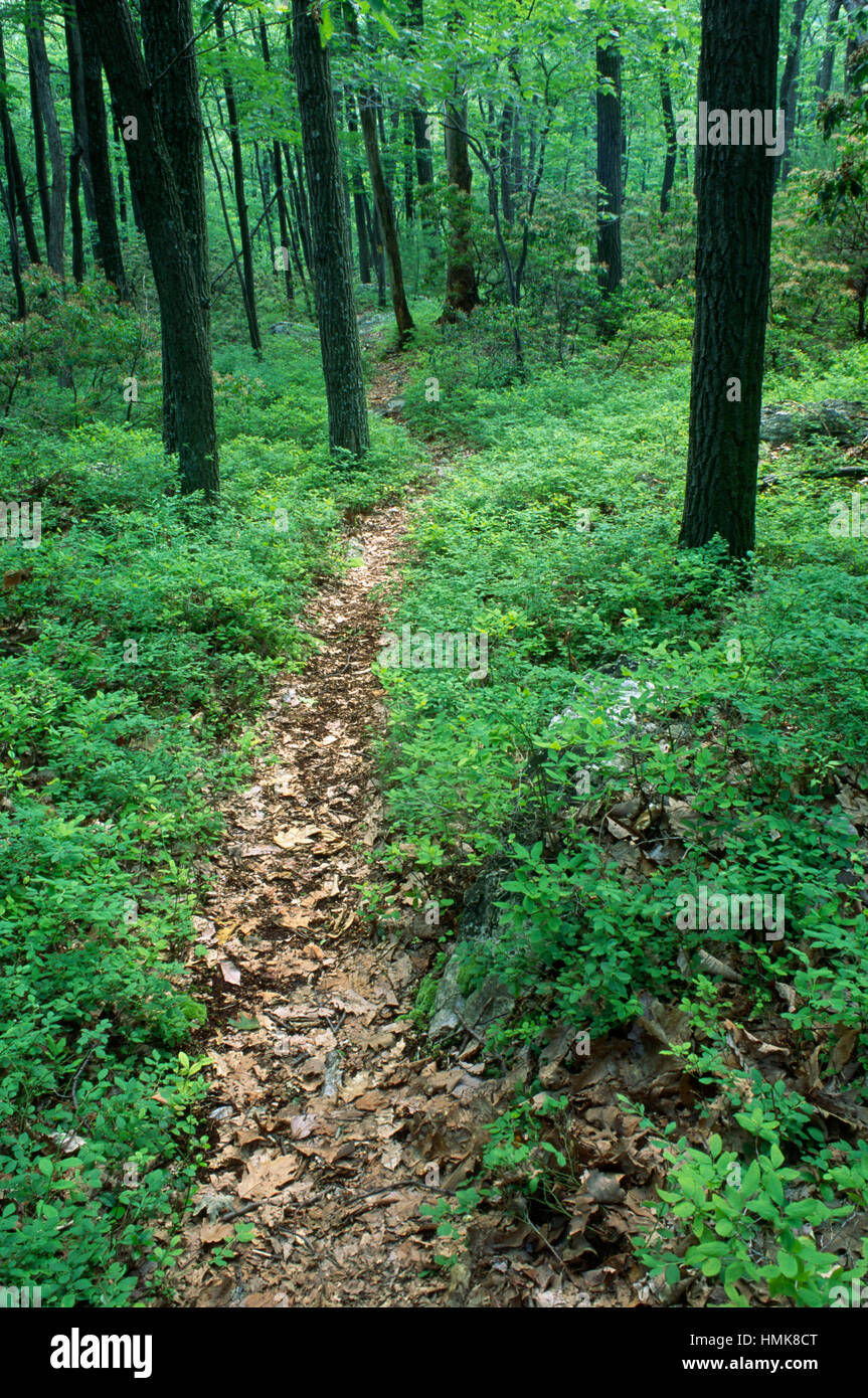 Michaux State Forest High Resolution Stock Photography and Images - Alamy