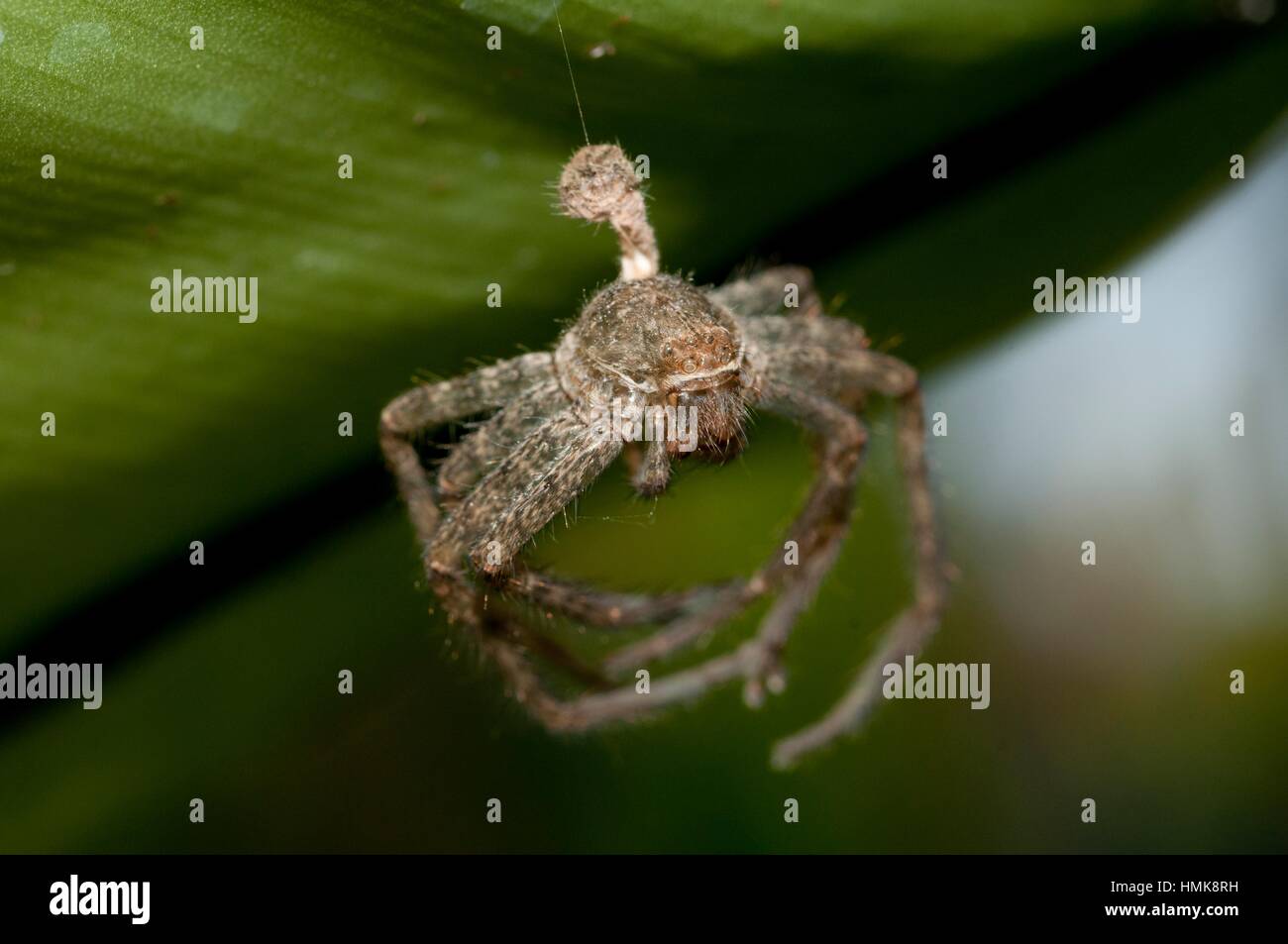 Spider Hanging From Web High Resolution Stock Photography and Images ...