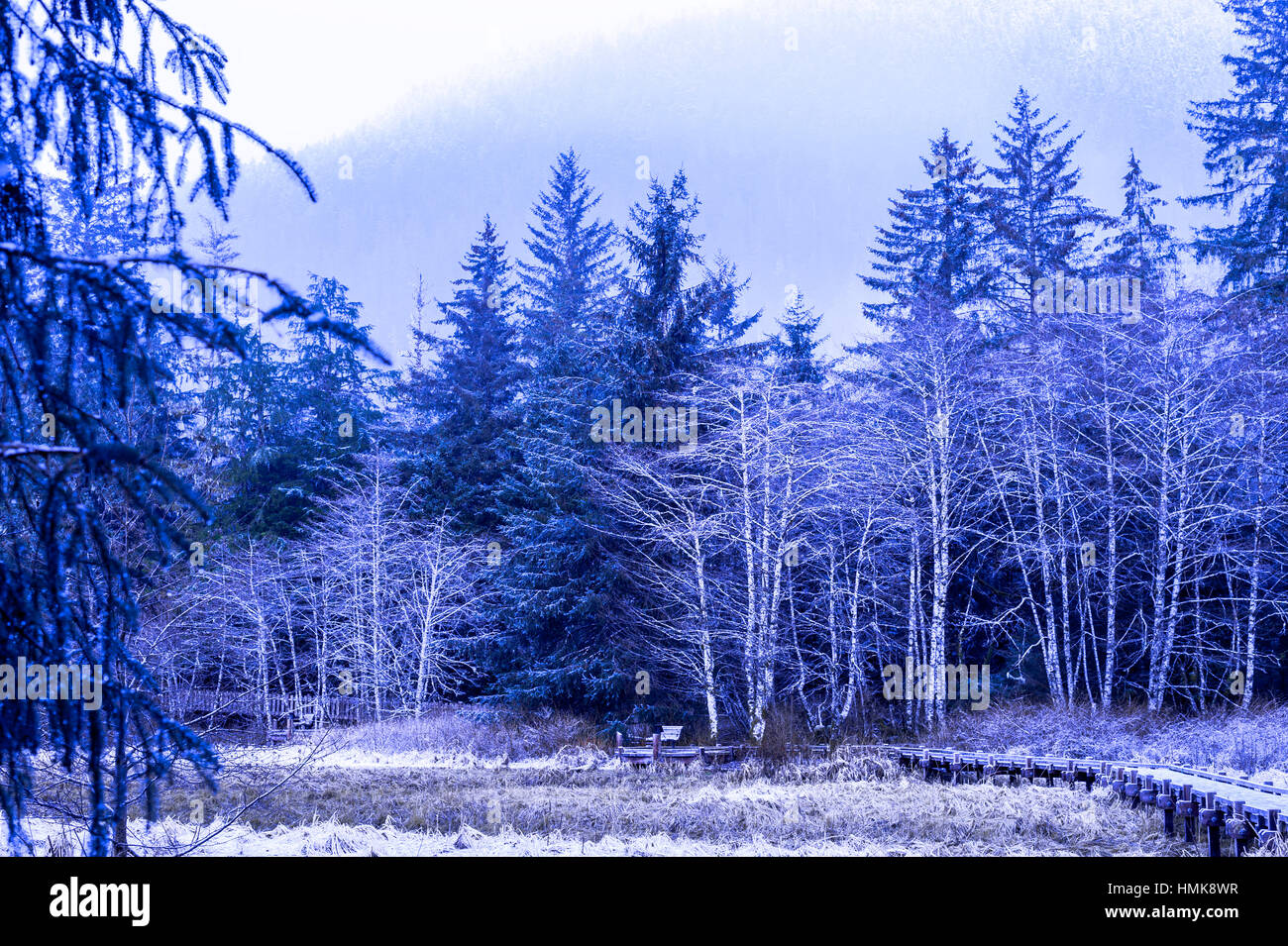 Walkway through Starrigavan River estuary, Tongass National Forest ...