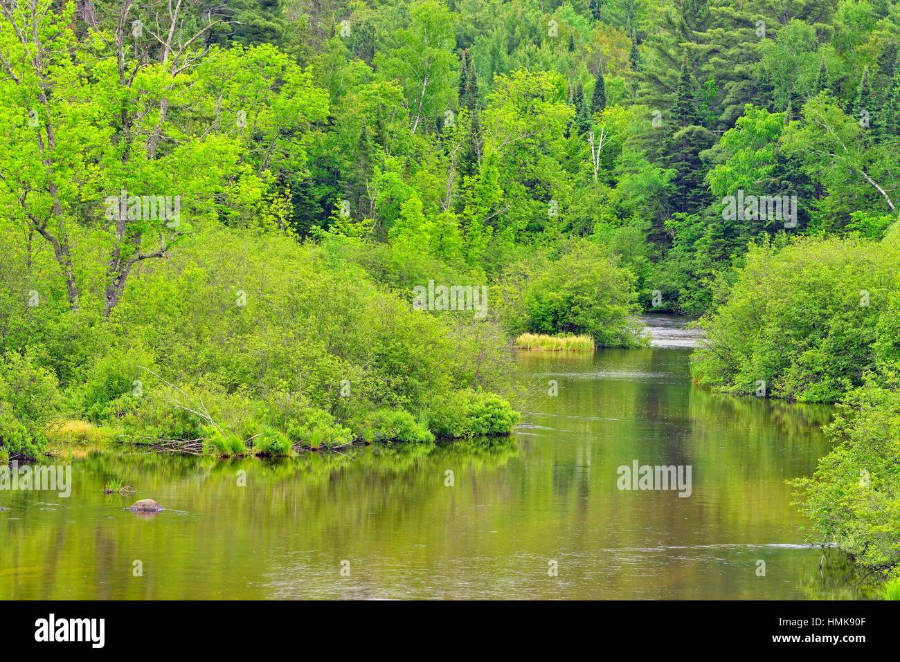 Native Riverbank Nature Flora High Resolution Stock Photography and ...