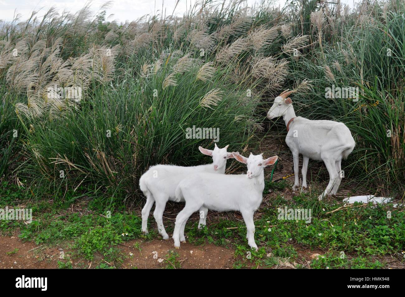 Aguni Island (Okinawa, Japan): goats Stock Photo - Alamy