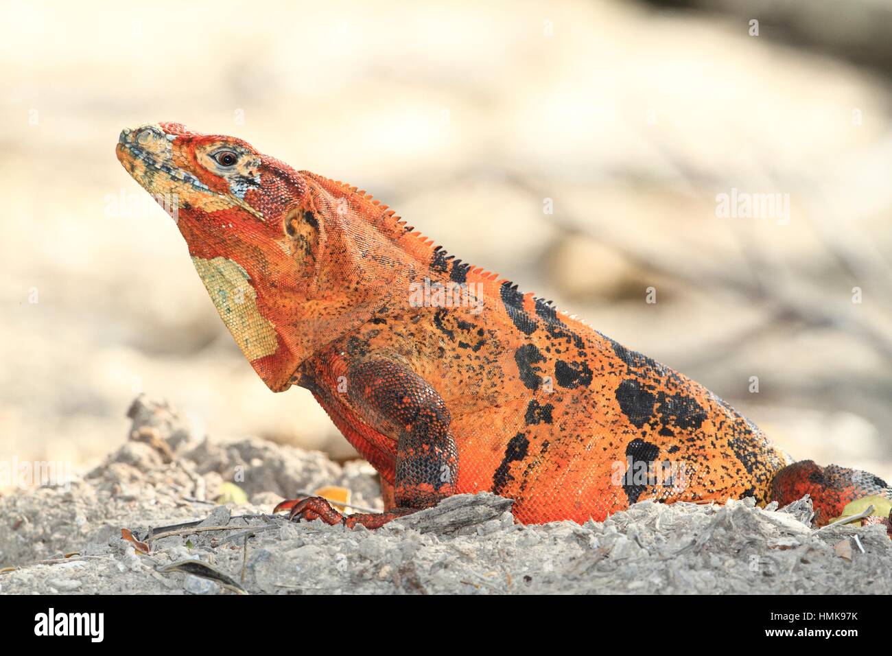 Garrobo hi-res stock photography and images - Alamy
