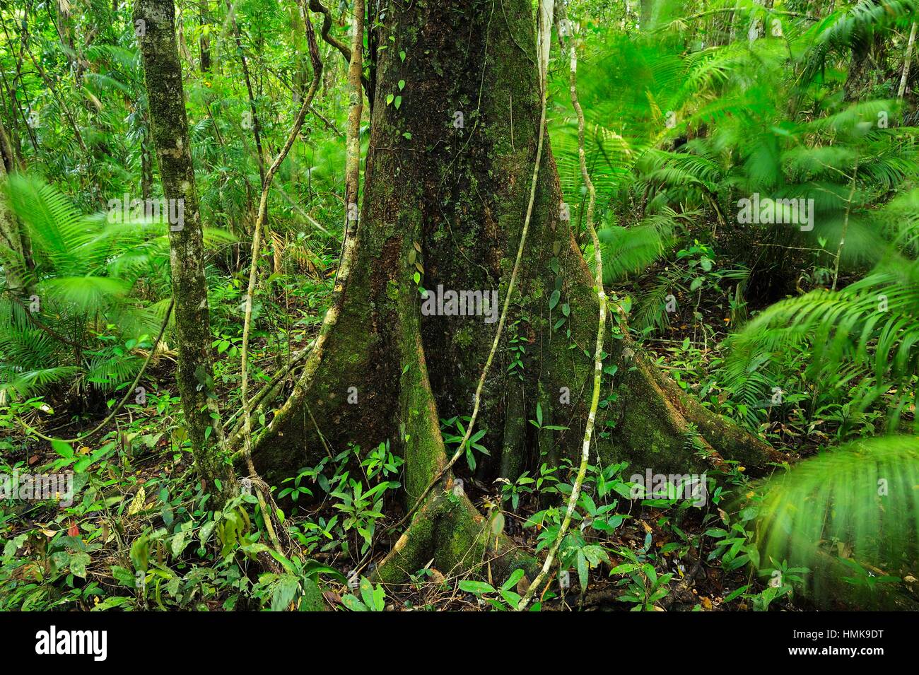 Use of rainforest tree hi-res stock photography and images - Alamy